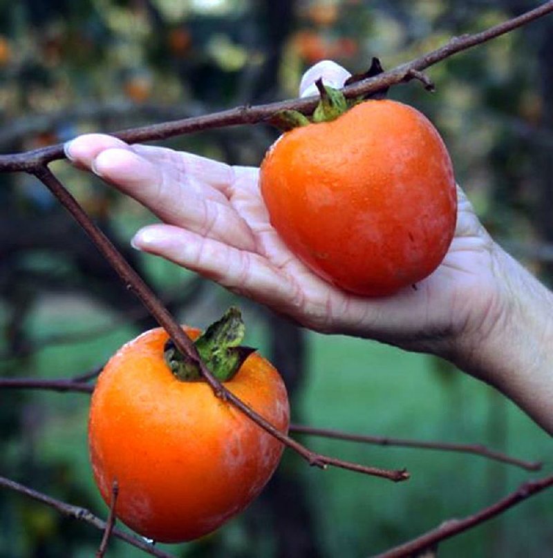 The Time is Ripe | Thoughts Along the Way